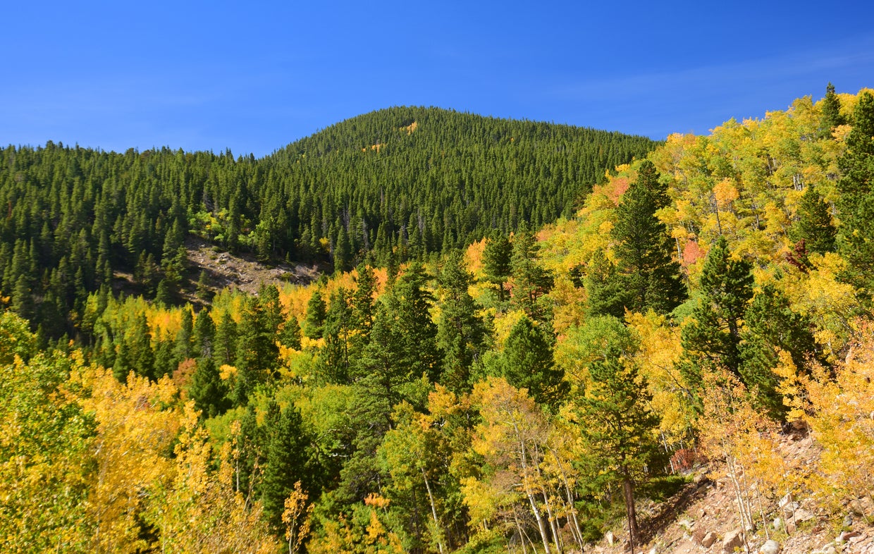 Fall Colors In Colorado 2020
