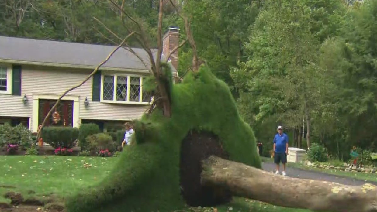 Storm Leaves Upturned Trees, Damage Across The State - CBS Boston