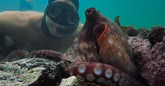 The New Season: The latest documentary releases - CBS News