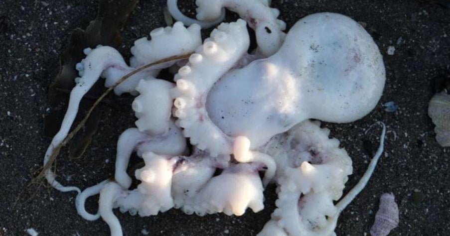 Russian surfers say mystery ocean pollution is poisoning them and ...