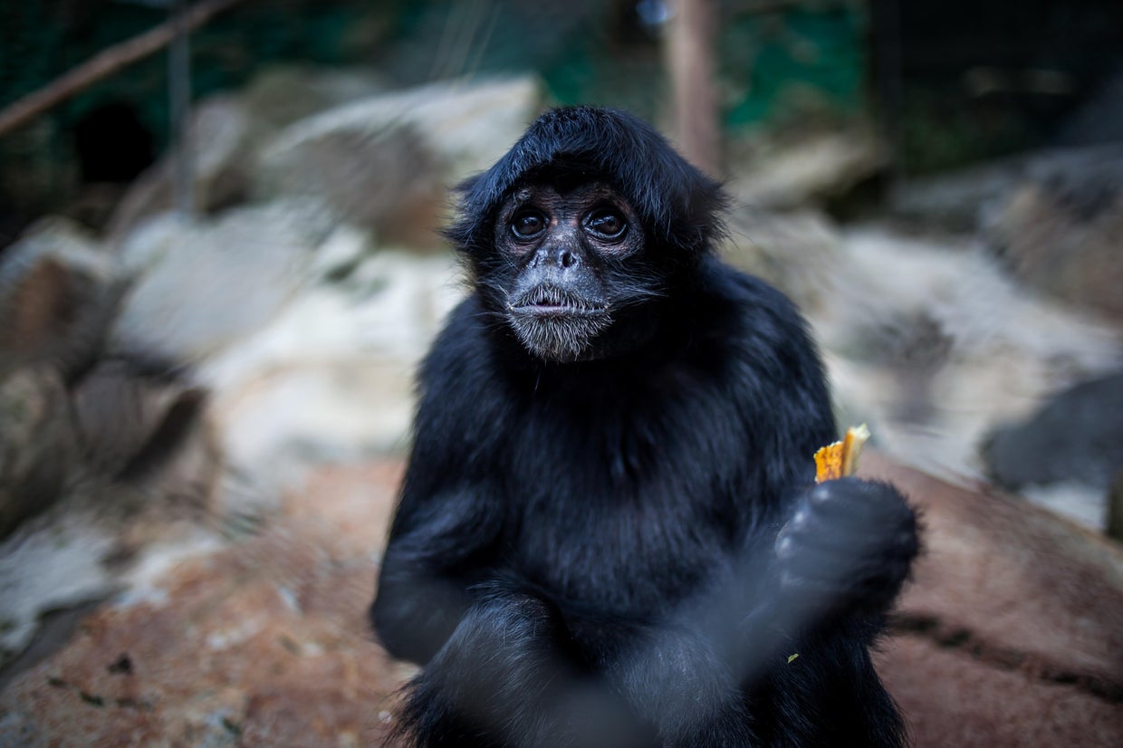 The most endangered species on Earth