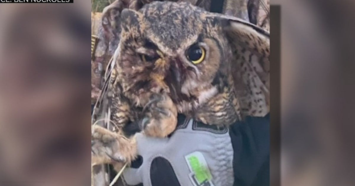 Rocklin Couple Saves Great Horned Owl Thanks To Frisbee Golf Game ...