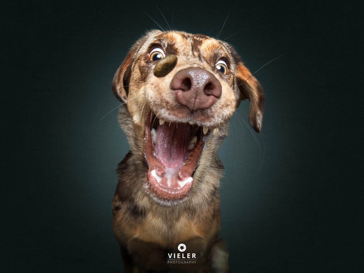 Just 54 photos of dogs getting treats