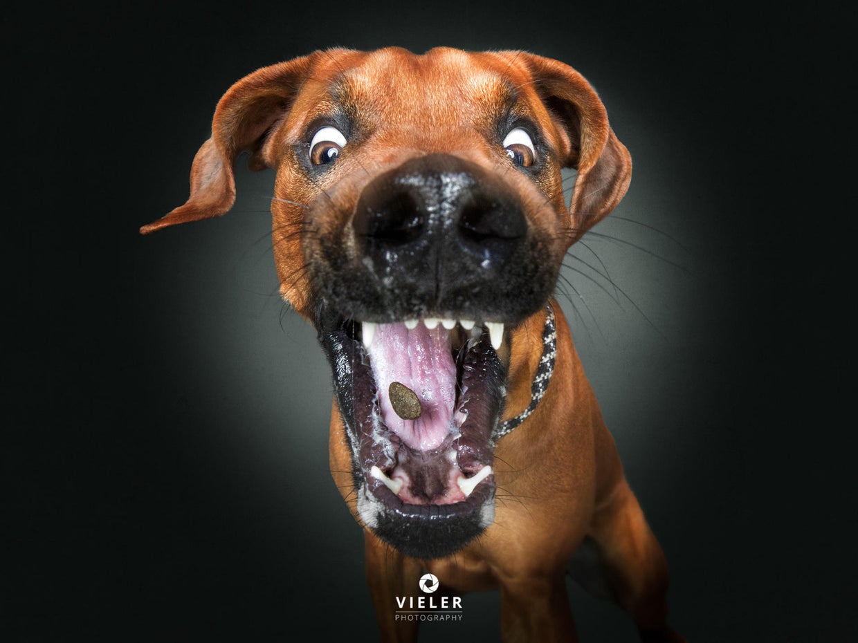 Just 54 photos of dogs getting treats