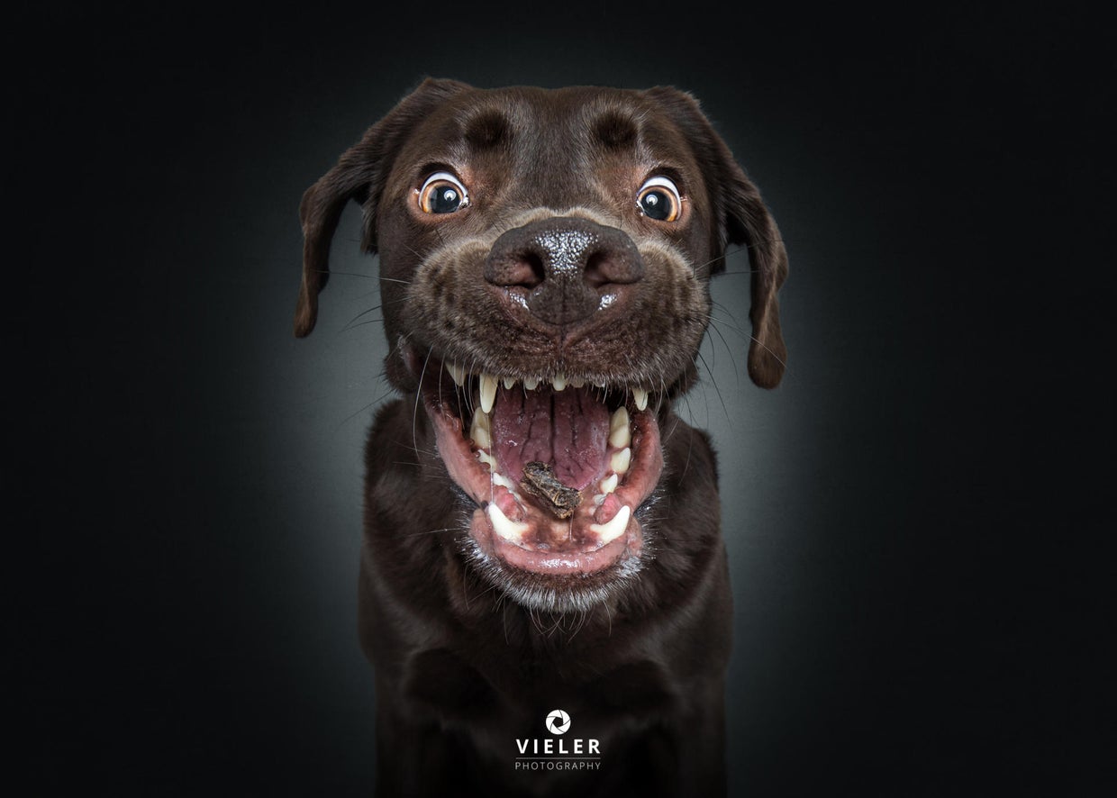 Just 54 photos of dogs getting treats