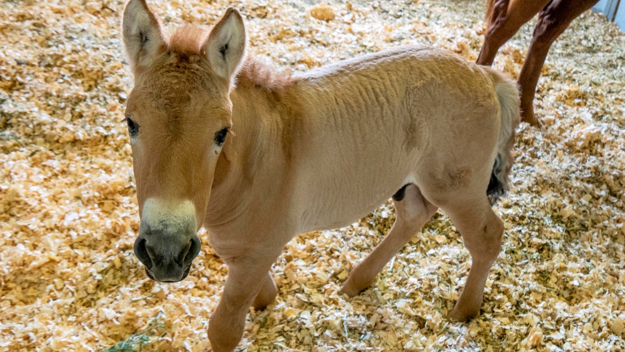 Rare horse cloned from cells taken from a stallion in 1980 - CBS News