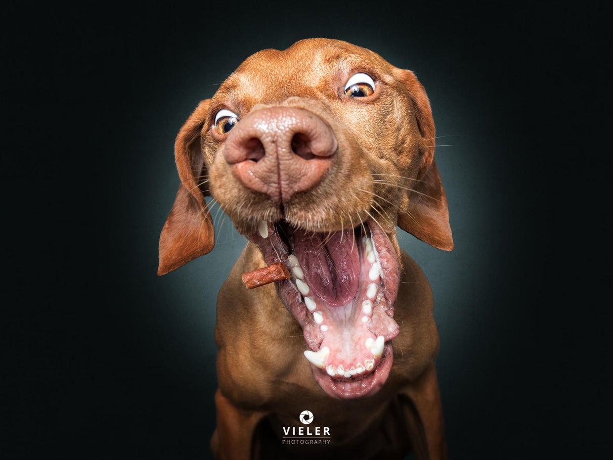 Just 54 photos of dogs getting treats