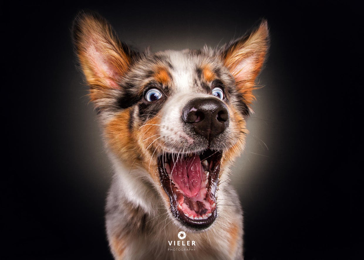 Just 54 photos of dogs getting treats