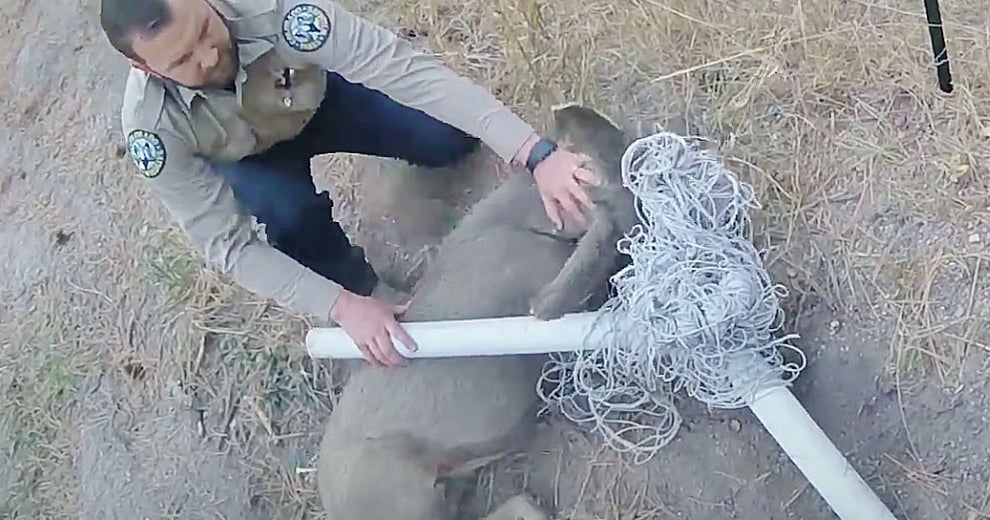 Deer Tangled In Sports Net In Black Forest Cut Free By Colorado Parks ...