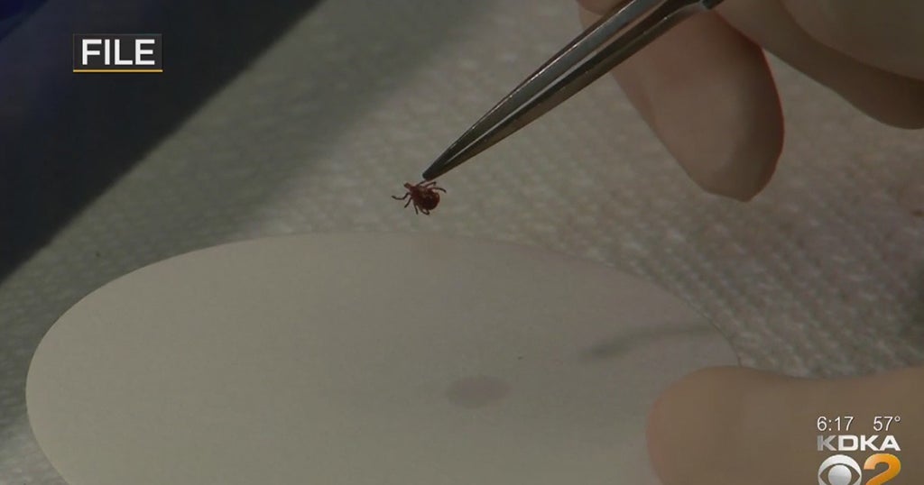 Outdoor Preparedness: Late Fall Is Prime Time For Tick Bites - CBS ...