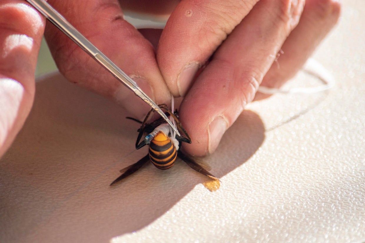 "Murder hornets" in America: What you need to know