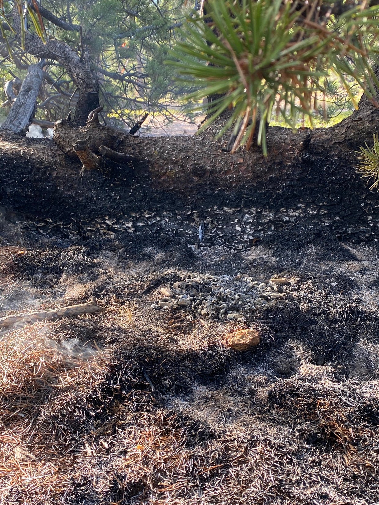Illegal Campfire Extinguished In Evergreen - CBS Colorado