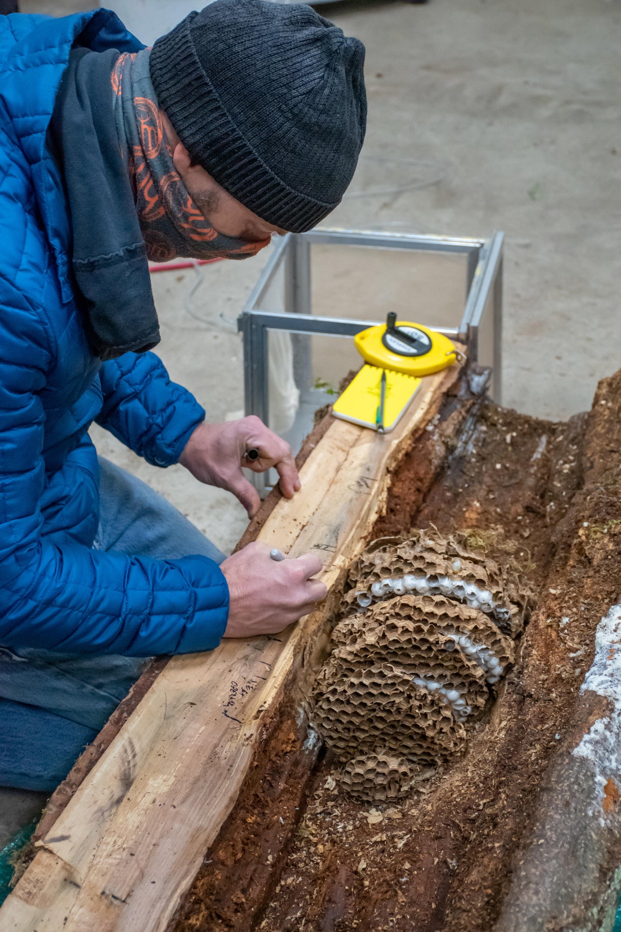 "Murder hornets" in America: What you need to know