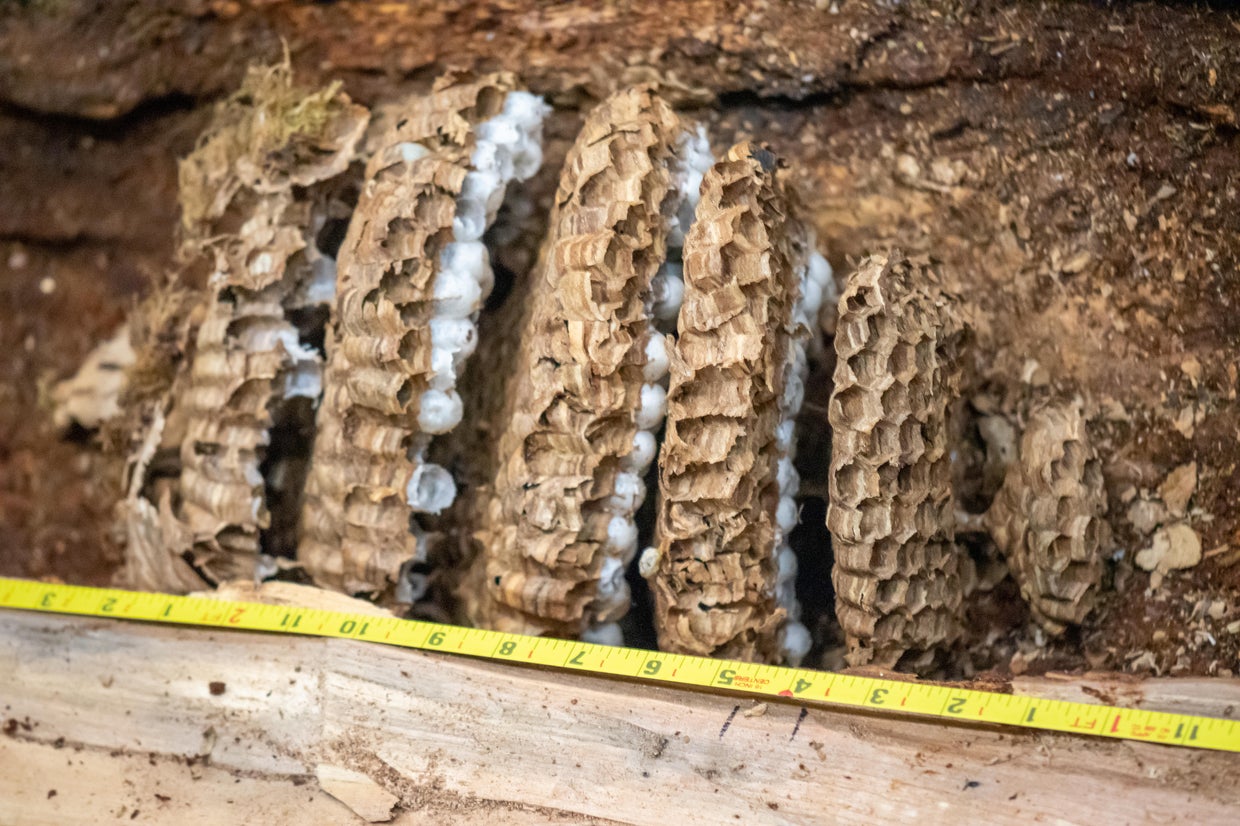 "Murder hornets" in America: What you need to know