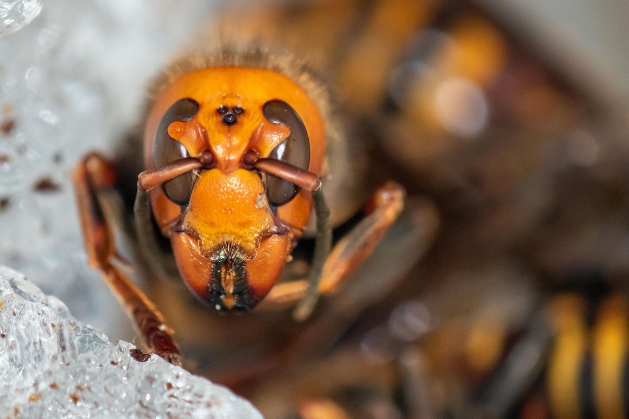 "Murder hornets" in America: What you need to know