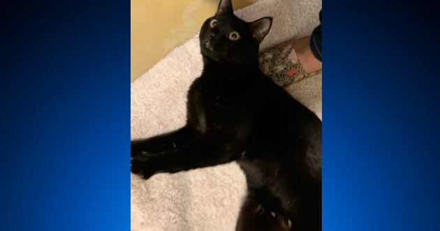 Meatball The Cat Is Up For Adoption At The MDSPCA - CBS Baltimore