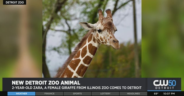 2-Year-Old Giraffe Named Zara Arrives At The Detroit Zoo - CBS Detroit