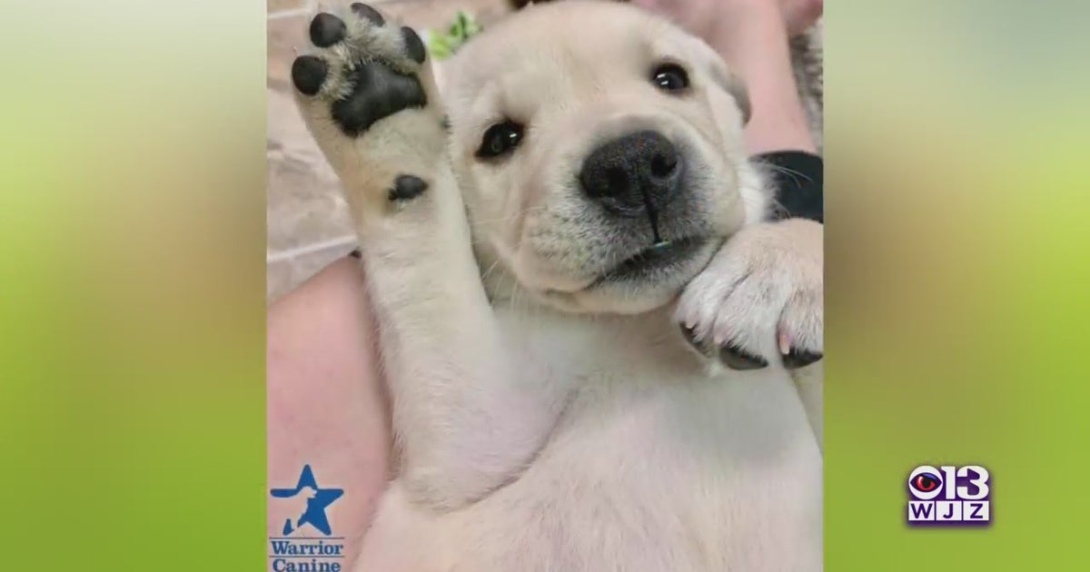 Warrior Canine Connection, Local Nonprofit That Trains Dogs For ...