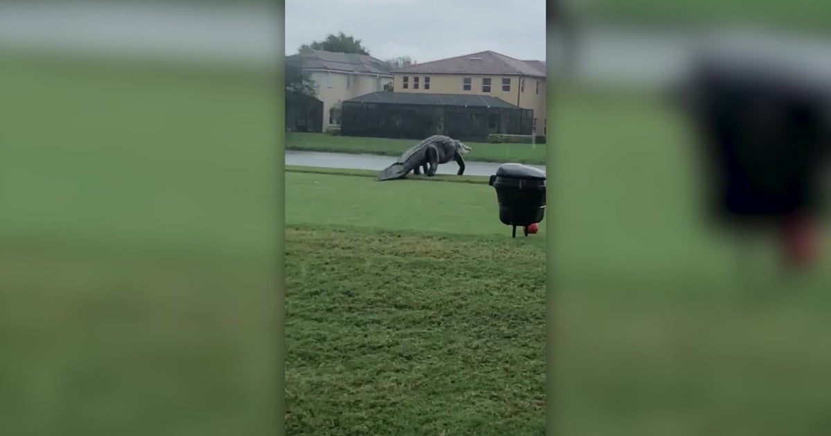 Multiple Sightings Of Monster-Sized Alligators In Florida - CBS Miami
