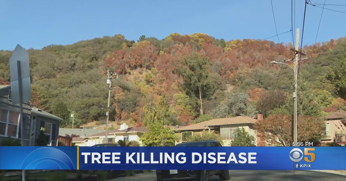 New Tree Fungus May Be Killing Thousands Of Acacia Trees In Oakland ...