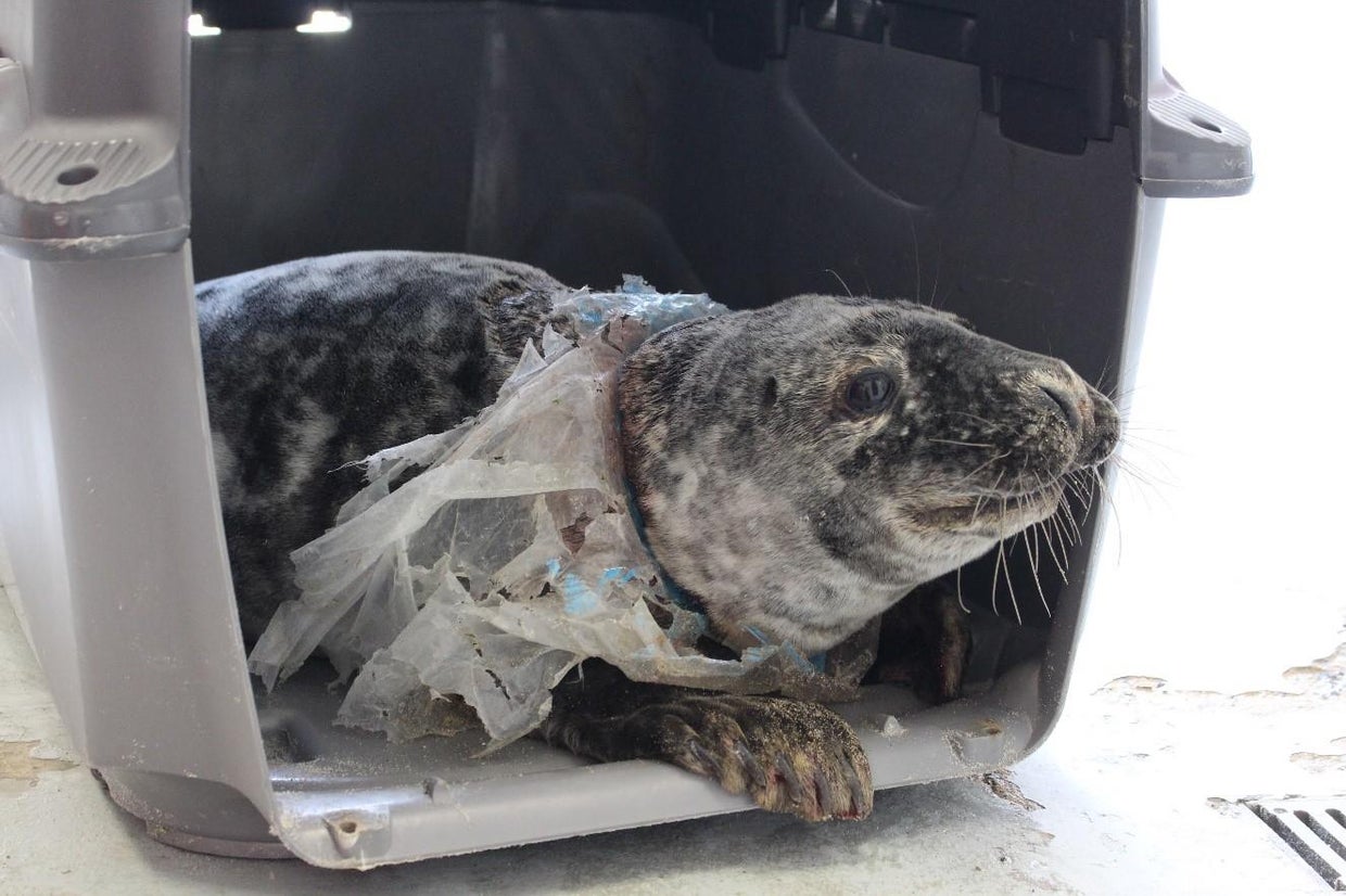 A decade of plastic has entangled, choked and drowned over 1,500 ...