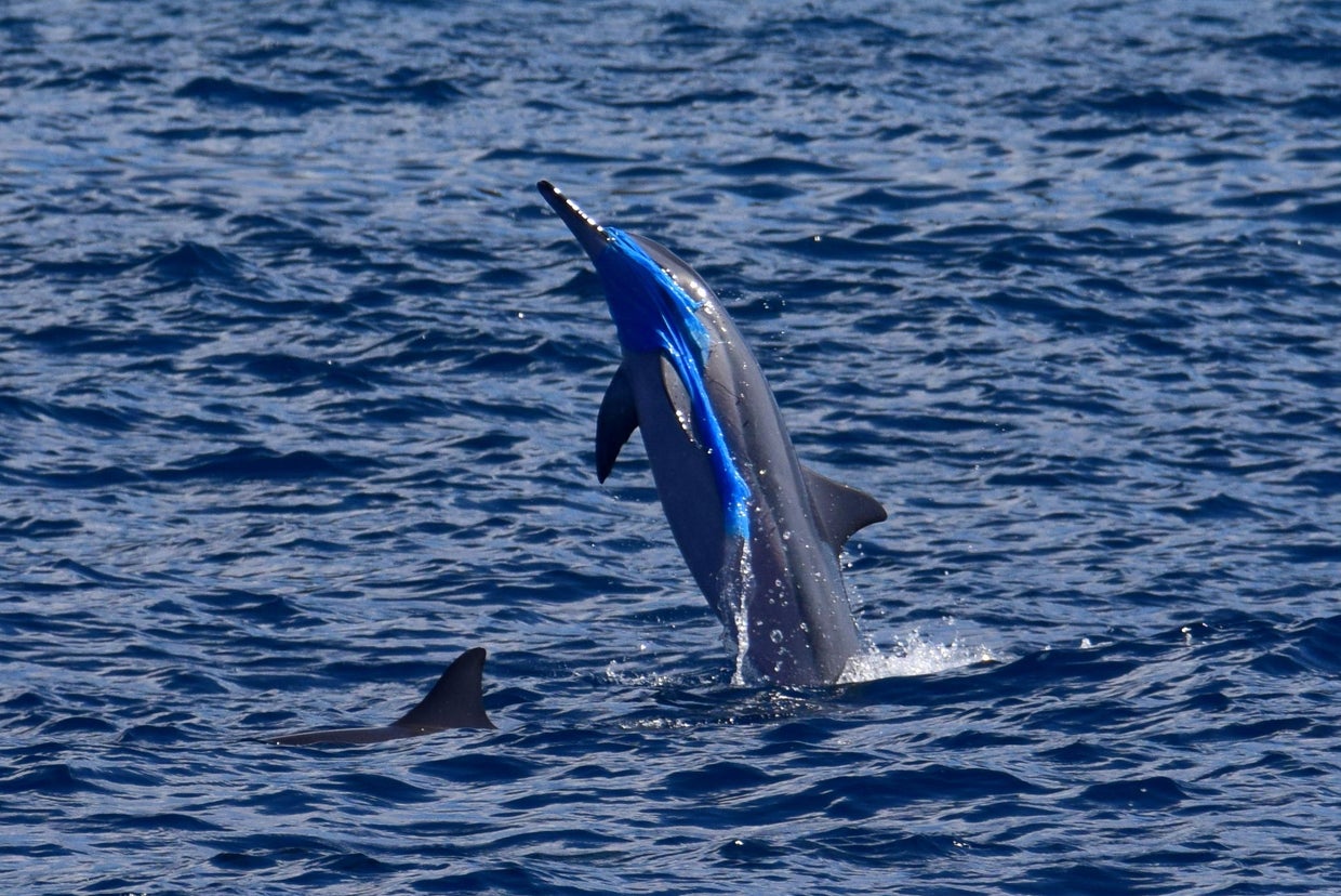 A decade of plastic has entangled, choked and drowned over 1,500 ...