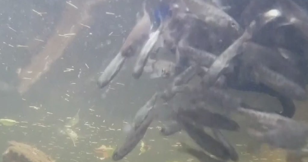 Owner of Sonoma County Quarry Faces $4.5M Fine for Endangering Salmon ...