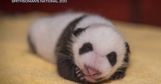 Public can pick a name for this adorable panda cub at the National Zoo ...