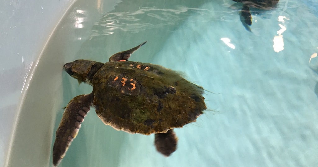 New England Aquarium Rescues Over 60 Stranded Turtles On Cape Cod ...