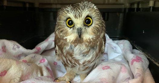 Owl rescued from Rockefeller Christmas tree is almost ready to be ...