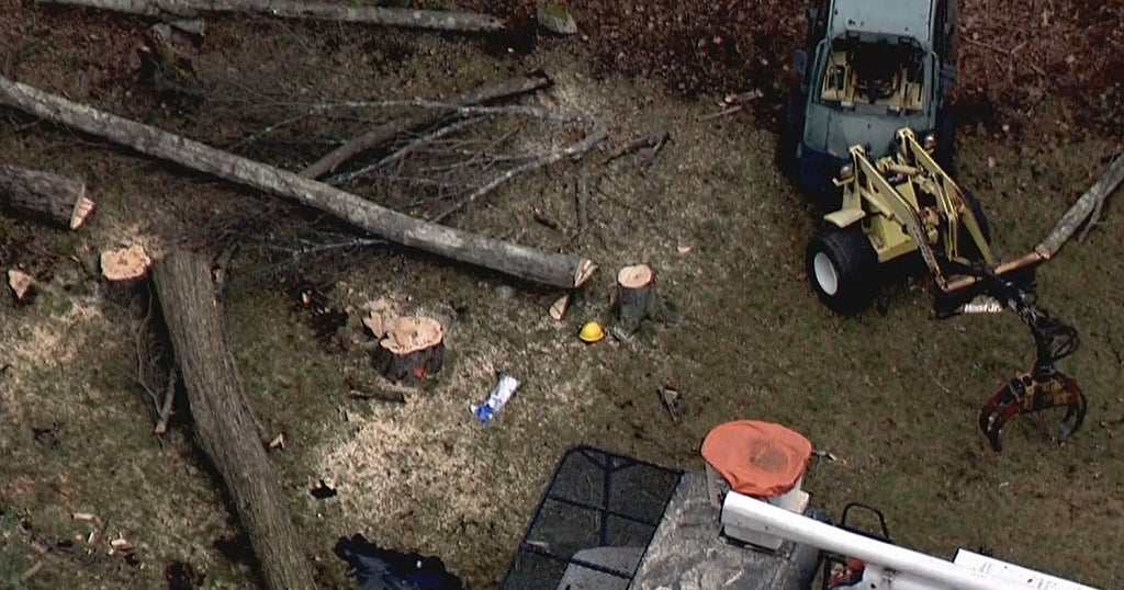 26-Year-Old Tree Worker Killed In Sudbury - CBS Boston