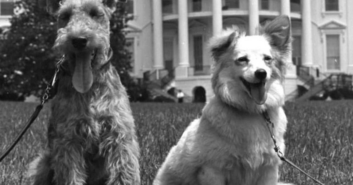 Presidential pets: JFK's canine détente - CBS News