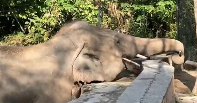 "World's loneliest elephant" arrives to new home - CBS News