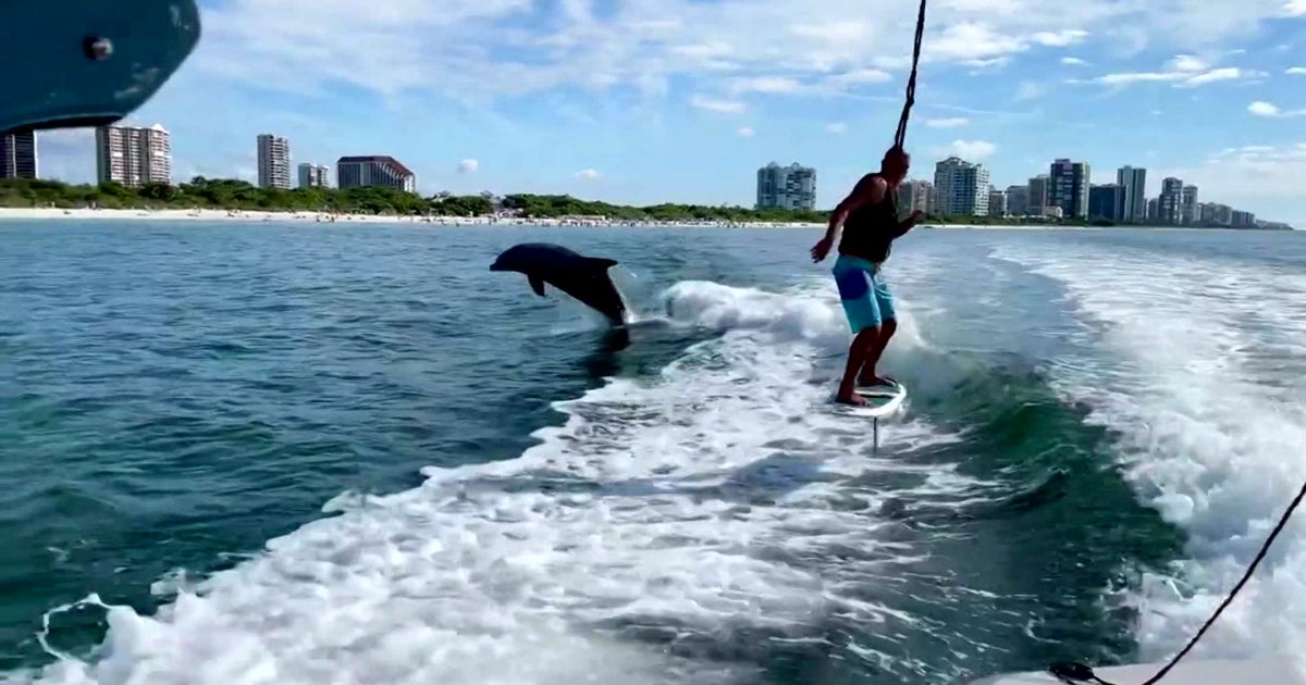 WATCH: Dolphin Surfs Alongside Man Foil Boarding Off Naples - CBS Miami