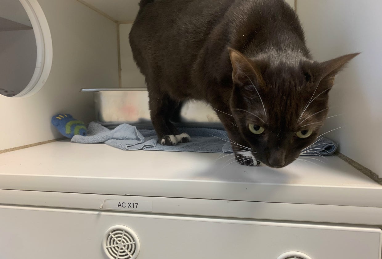 Samlily The Cat Is Up For Adoption At MDSPCA - CBS Baltimore