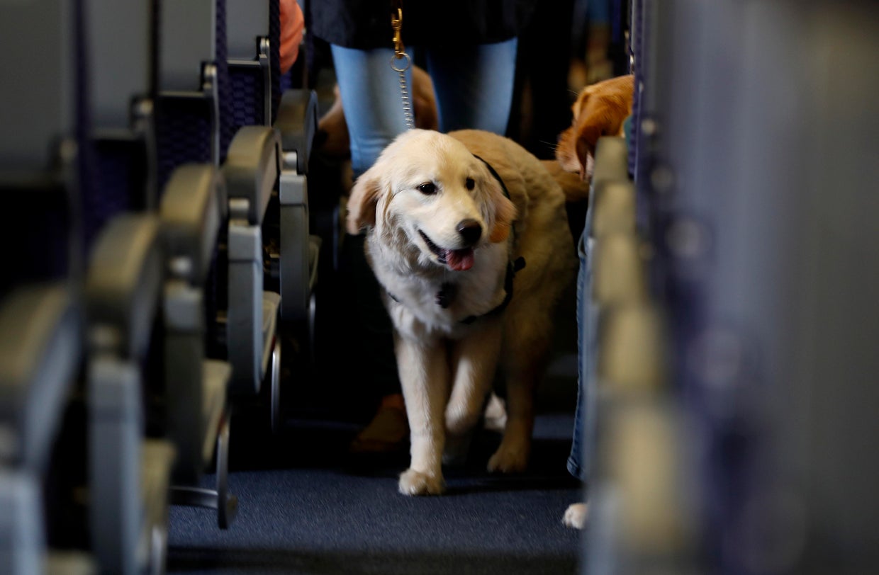 U.S. ruling excludes emotional support animals from planes - CBS News