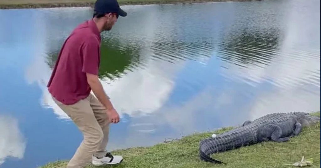 Florida Man Grabs Golf Ball That Landed On Alligator's Tail - CBS Baltimore