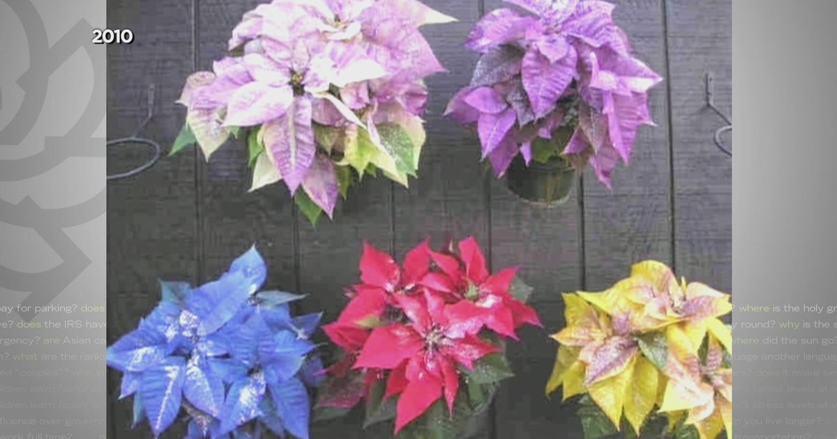 How Do Poinsettias Get Their Crazy Array Of Colors? - CBS Minnesota