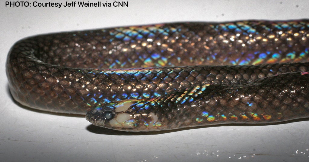 Newly-Identified Dwarf Snake Species Named for California Academy of ...