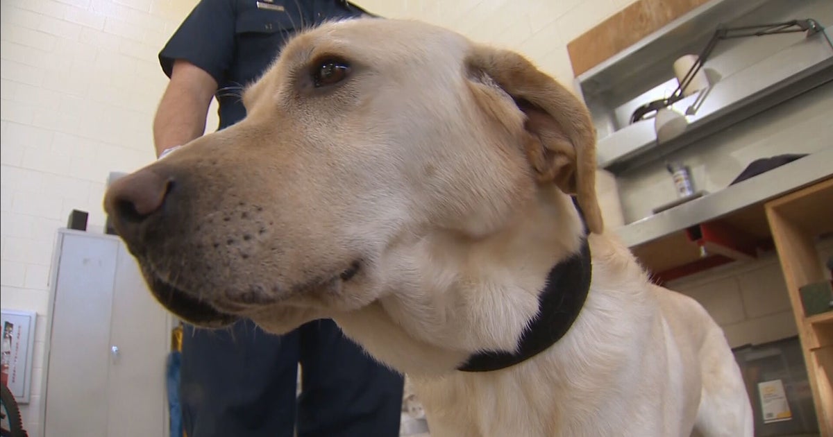 Meet Rotc, West Metro Fire Rescue's Arson Dog - CBS Colorado