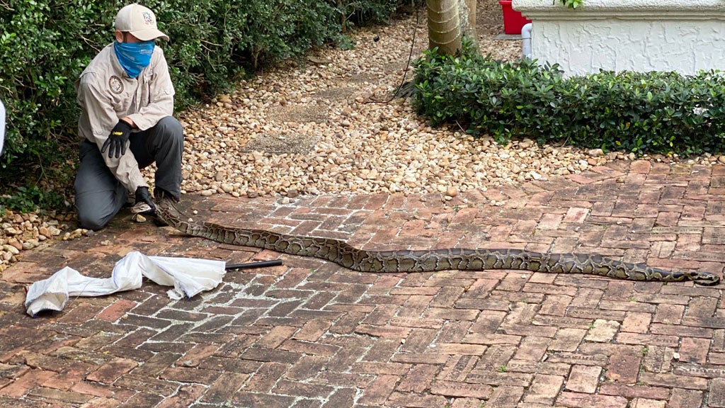 Stories About Burmese Python - CBS Miami