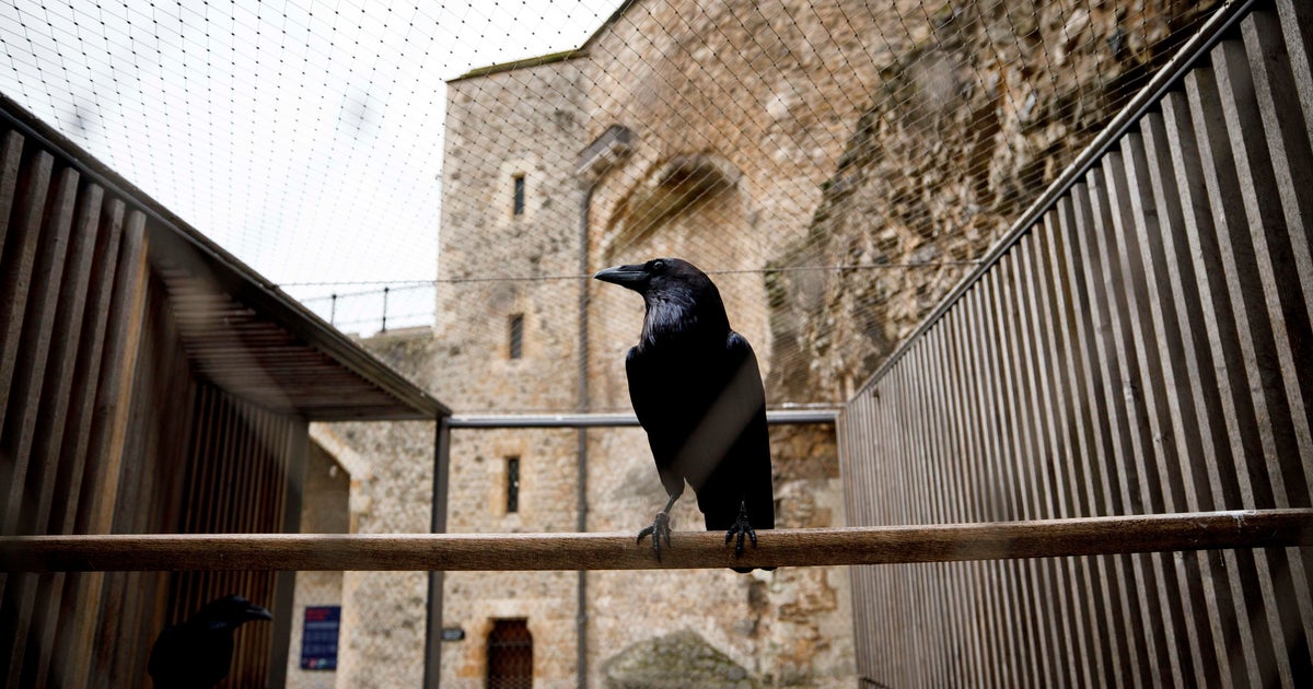 Nevermore? Tower of London's "queen" raven goes missing and is feared ...