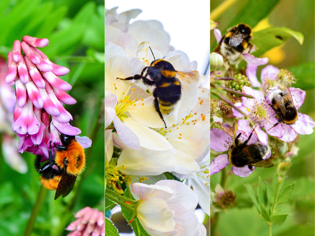 25% of wild bee species have gone missing since the 1990s, study finds ...
