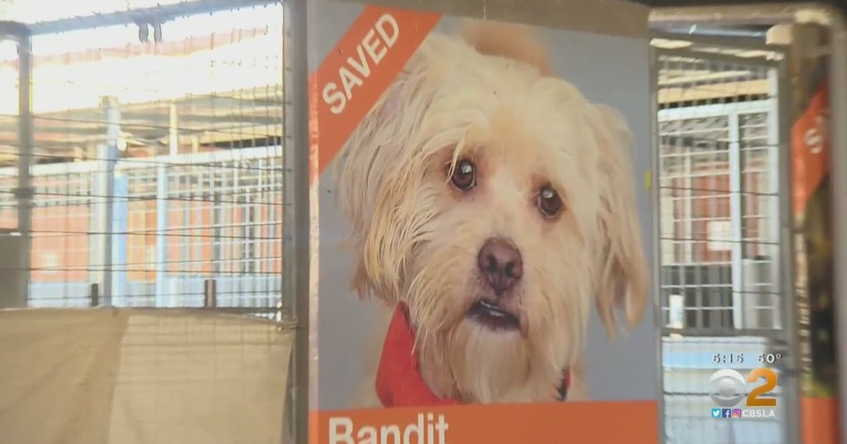 'I Have Always Loved Animals': Shelter Volunteer Helps Save Pups One ...