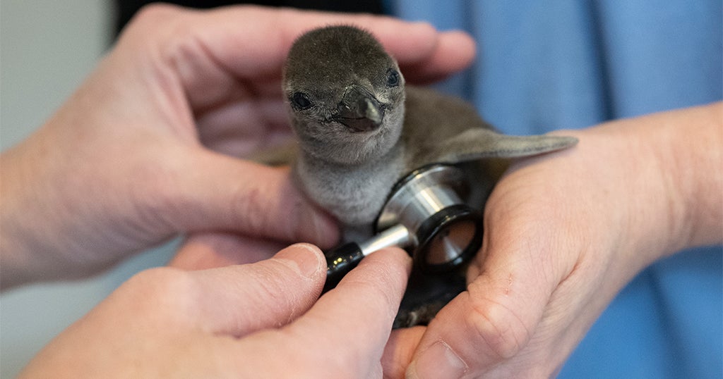 National Aviary Penguin Chick 'Growing Rapidly' Since Hatching - CBS ...