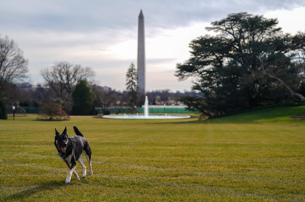 The Bidens' dogs, Major and Champ, arrive at the White House - CBS News