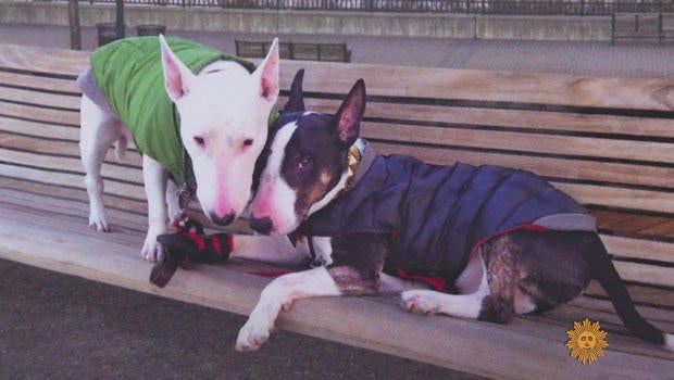 "When Harry Met Minnie": A NYC fairy tale of puppy love and friendship ...