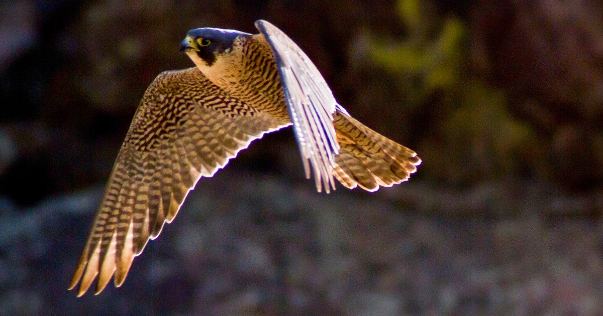 Seasonal Closures Of Boulder Open Spaces For Nesting Birds Of Prey ...