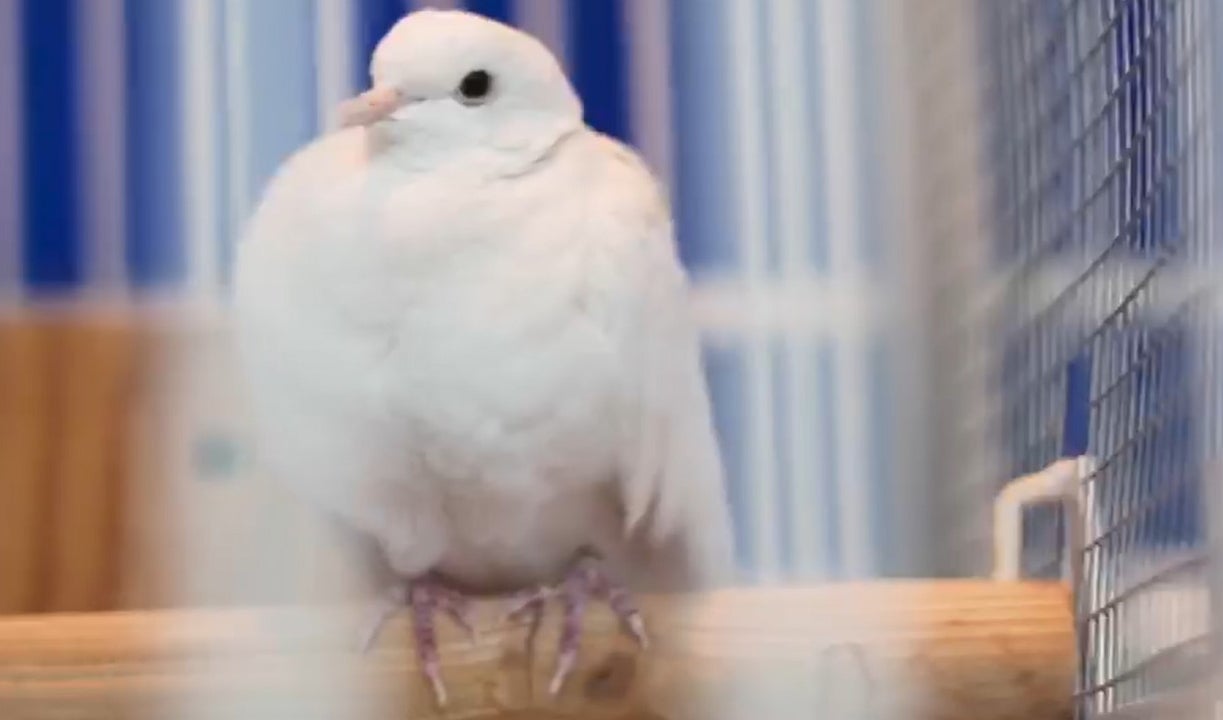 Prince's Dove, Divinity, Dies At Age 28 - CBS Minnesota