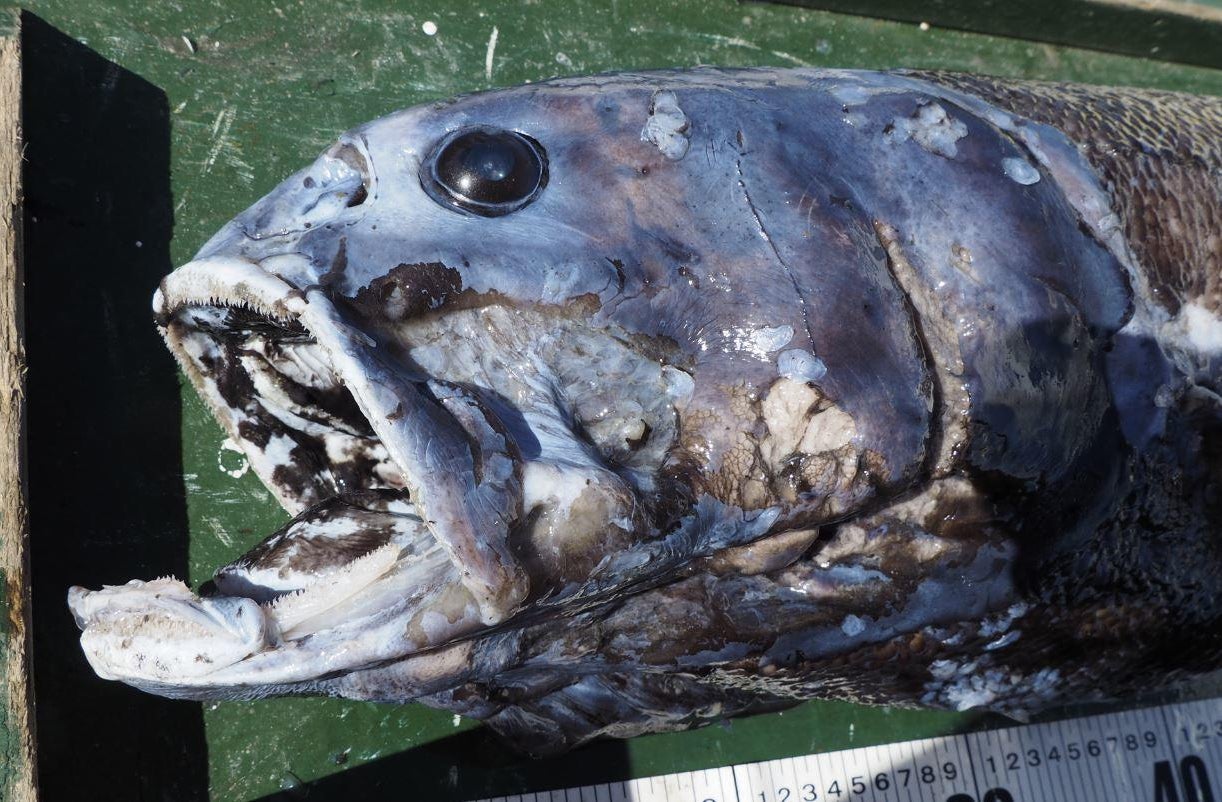 Scientists stumbled onto toothy deep-sea "top predator," and named it ...